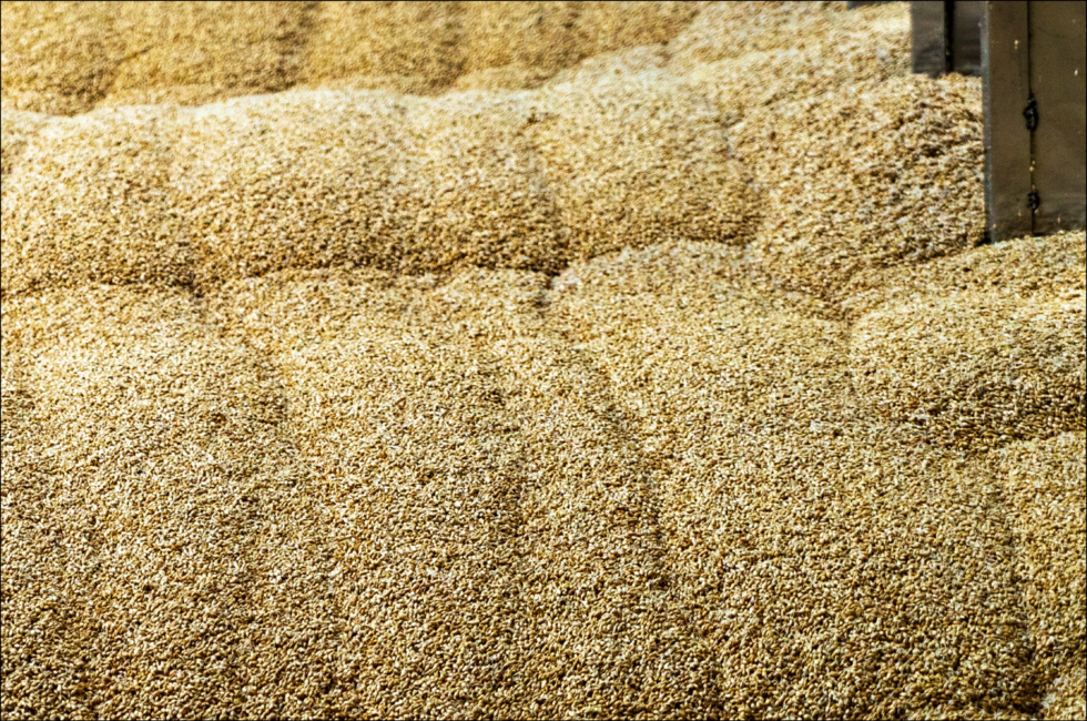 The Journey of A Beer - The Story of the Maltster | Cryer Malt