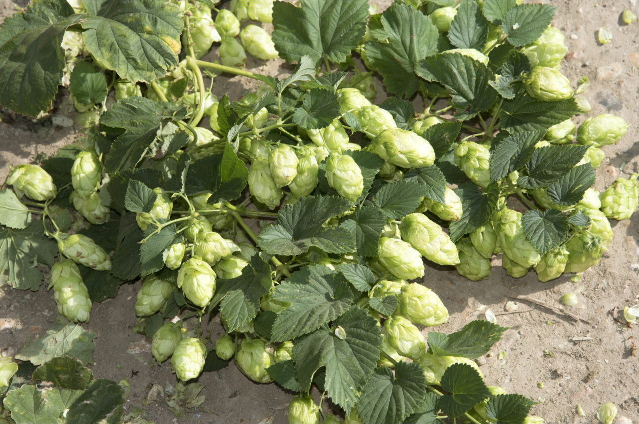 New English & European Hop Varieties Available in Spot Volume! - Cryer Malt